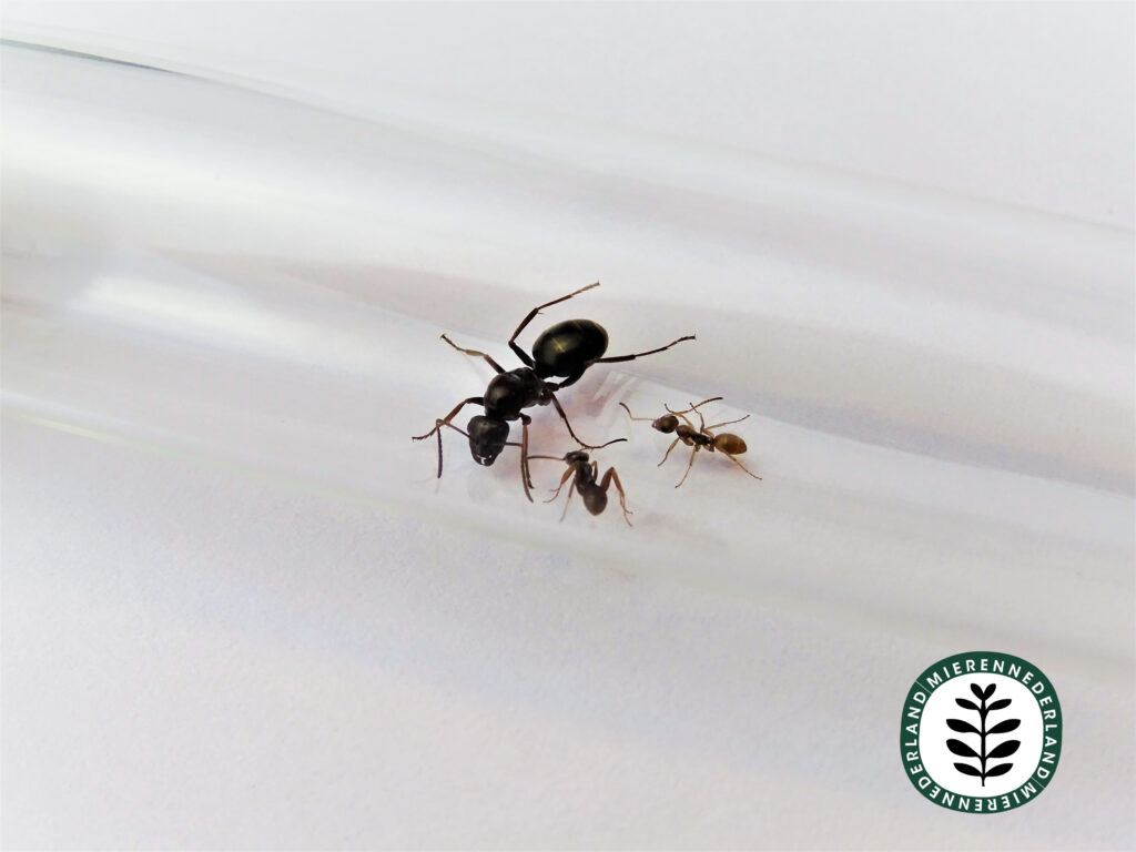 Formica fusca | Grauwzwarte renmier - Mieren Nederland