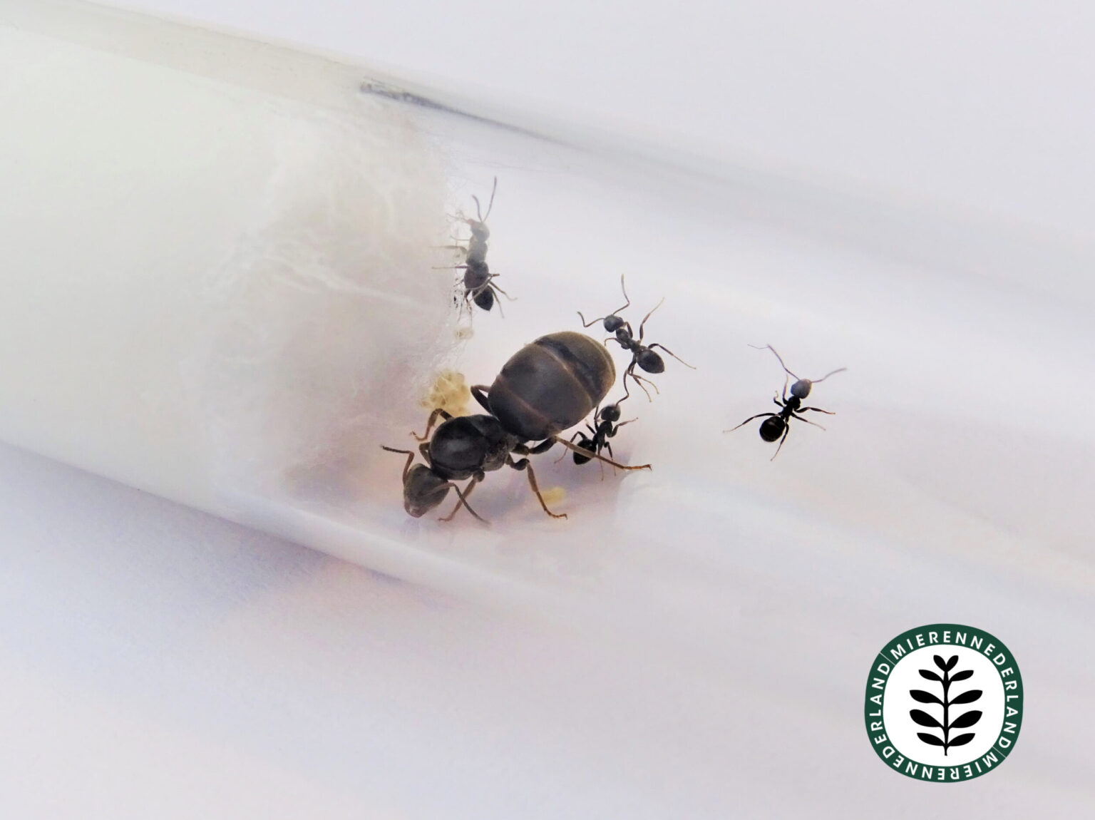 Lasius niger starterspakket - MierenNederland