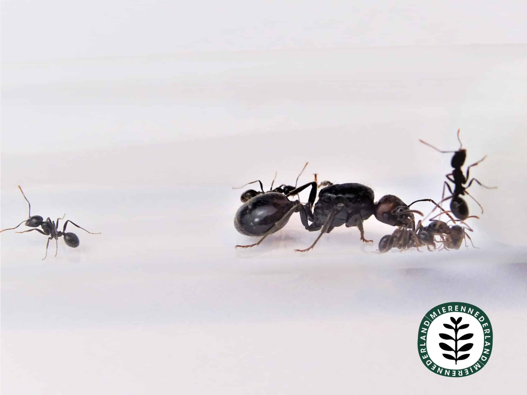 Messor barbarus | Oogstmier - Mieren Nederland