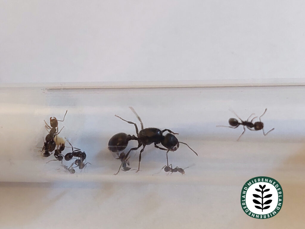 Messor structor - Mieren Nederland